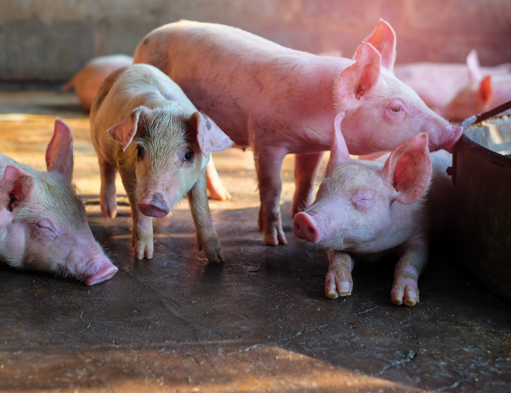 Clostridium and E.Coli - Global Swine
