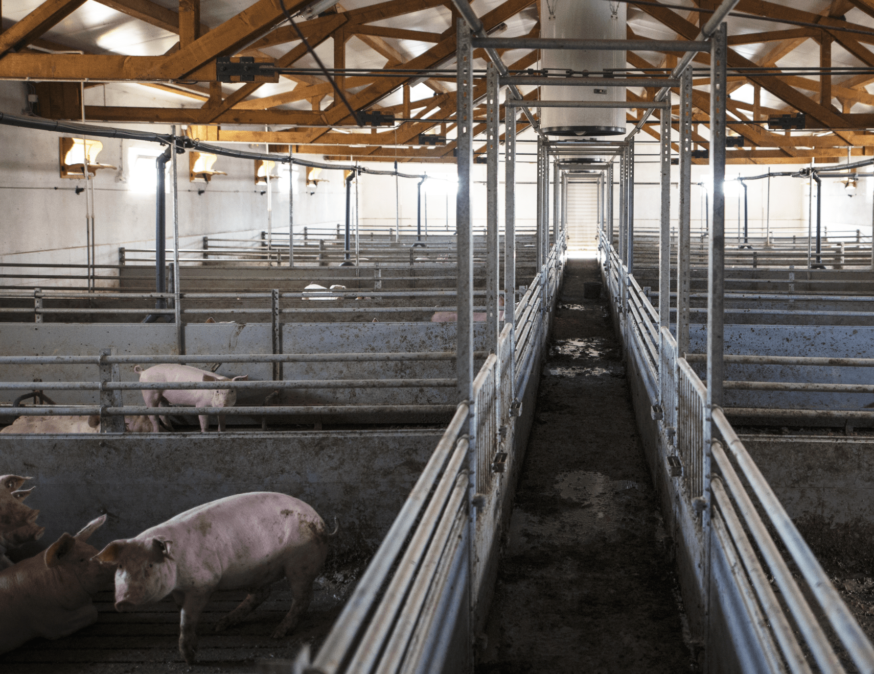 Ileitis - Global Swine