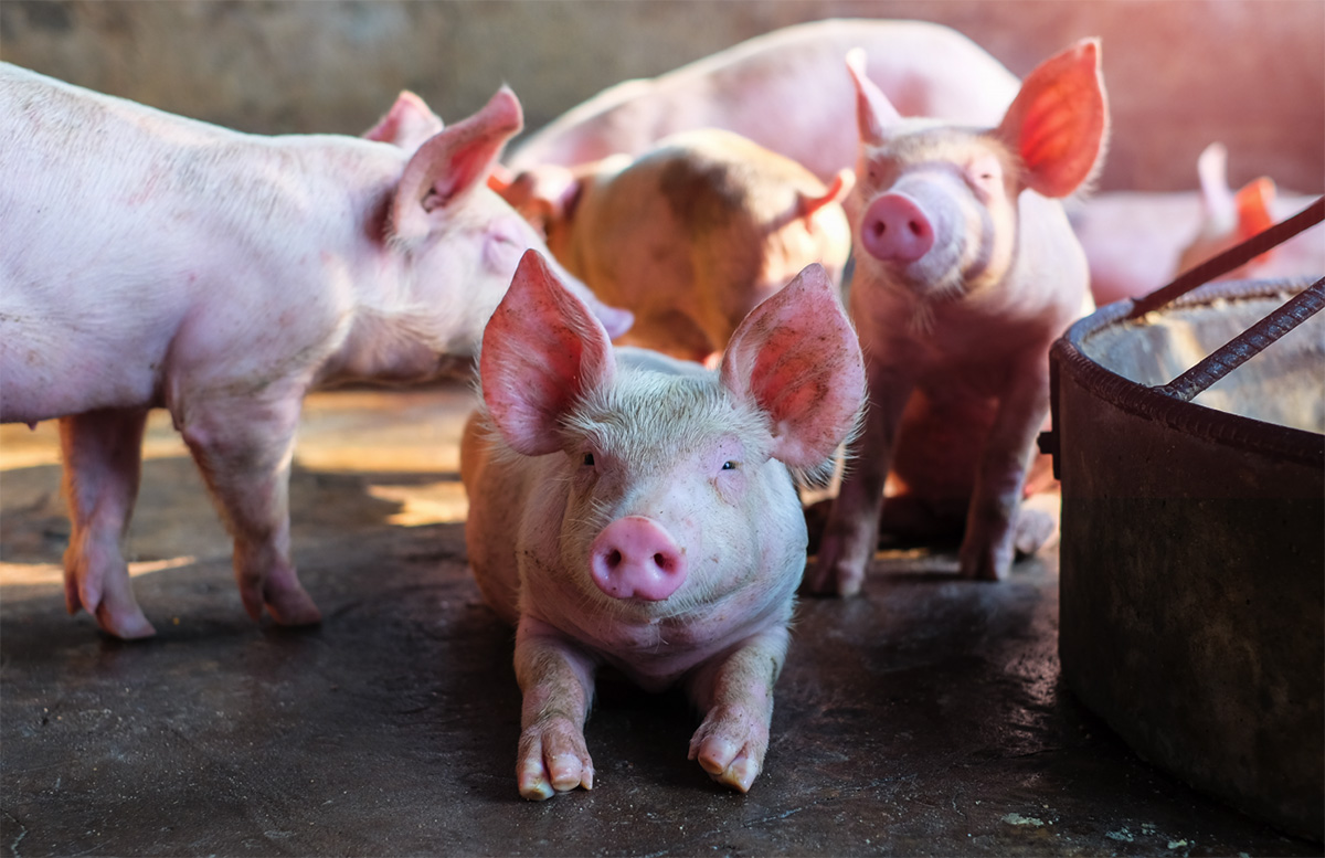 Pigcare - Global Swine