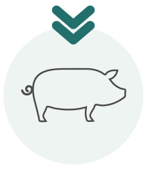 Progressive atrophic rhinitis (PAR) - Global Swine