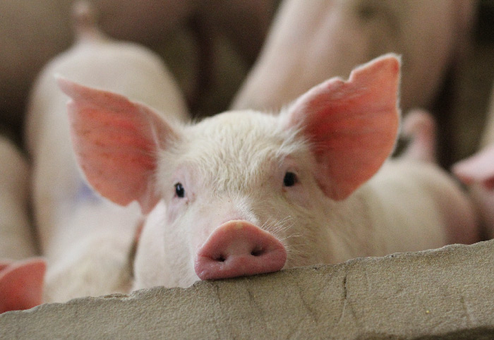 Progressive atrophic rhinitis (PAR) - Global Swine