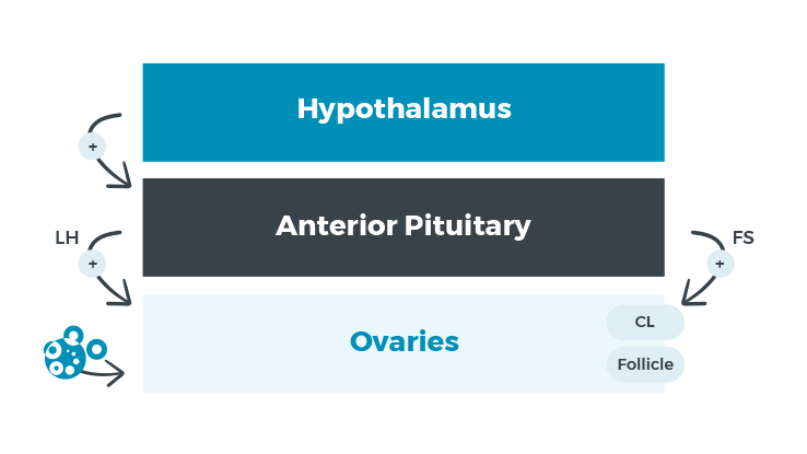 PG600 - Global Swine