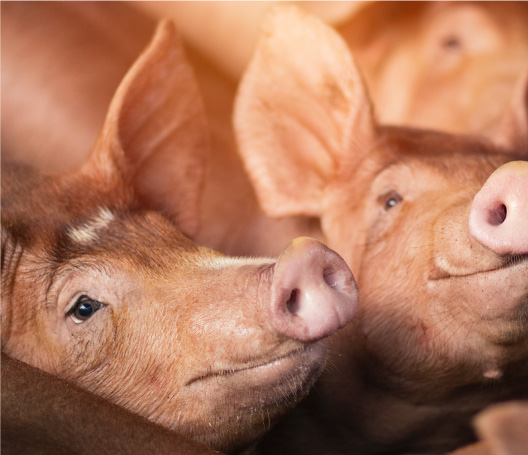APP - Global Swine