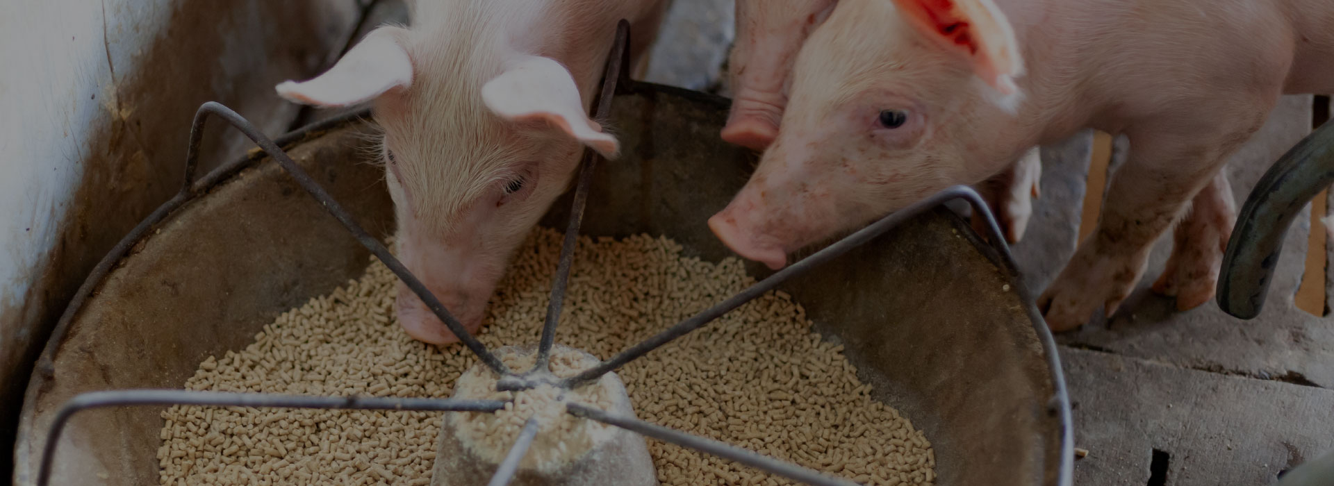Antibiotic Free Production of Pork - Global Swine