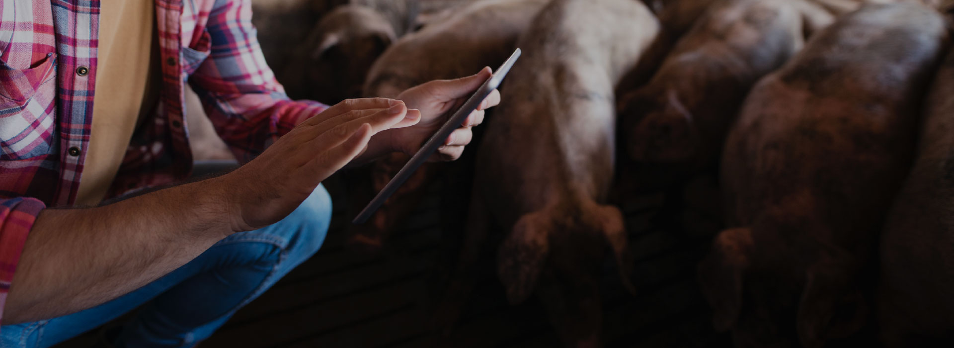The value proposition for precision livestock farming applied to swine ...