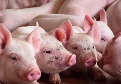 Total Pig Health - Global Swine