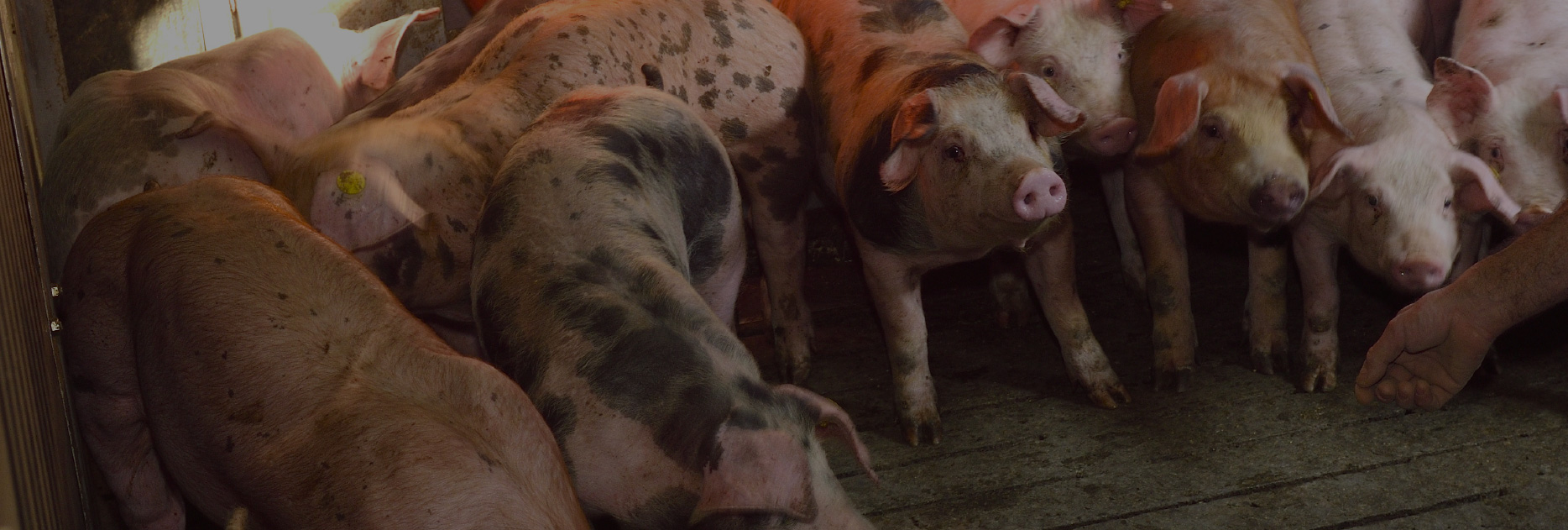 Benchmarking the cost of raising pigs 2019 - Global Swine