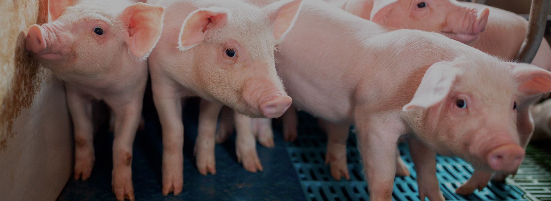 Benchmarking the profitabilityof raising pigs 2021 - Global Swine