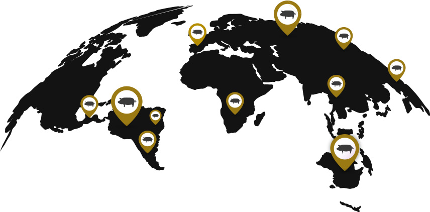 The IDAL WAY - Global Swine