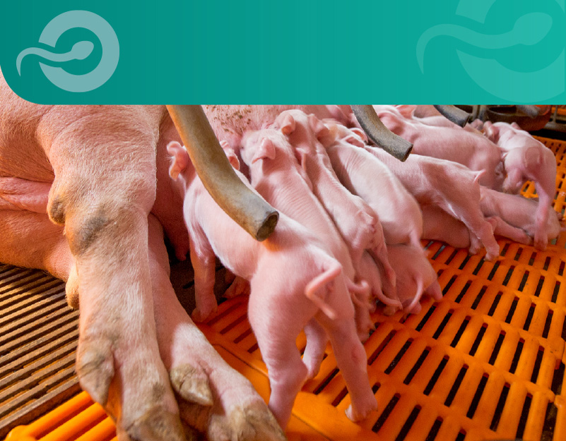 Total Pig Health - Global Swine