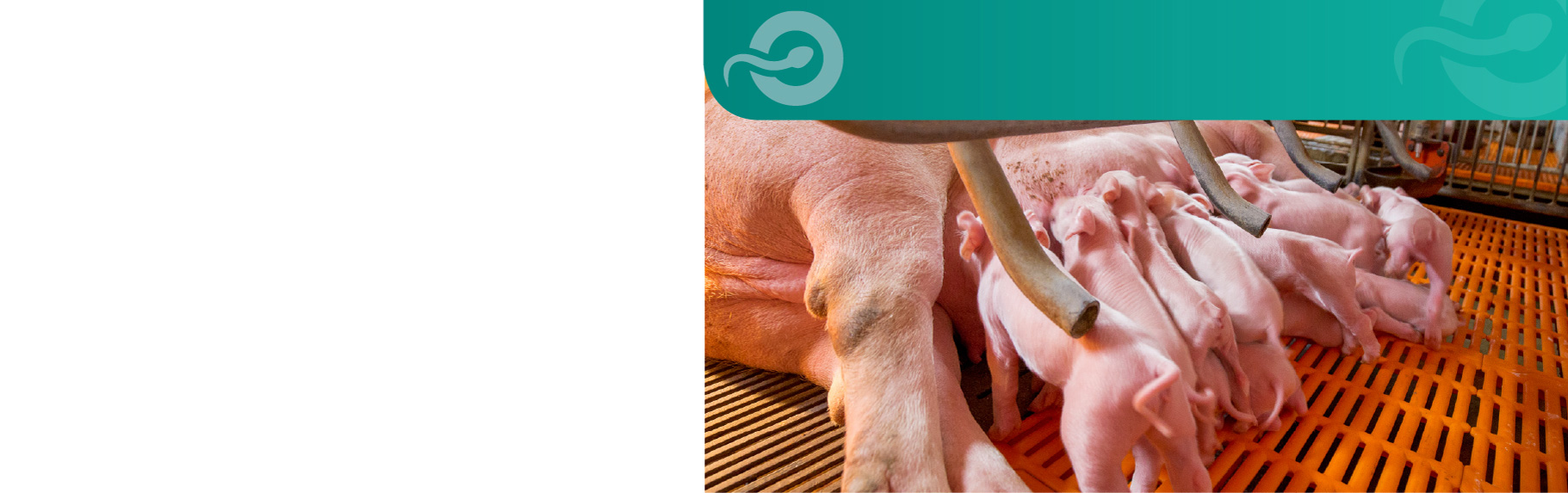 Total Pig Health - Global Swine